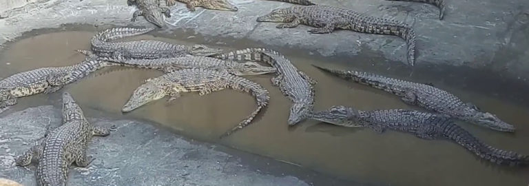 Camp Crocs Buwama | Uganda Tourist